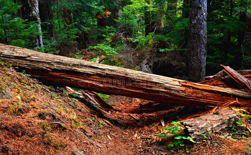 Natural Barricade stock image. Image of central, hackleman - 93163793