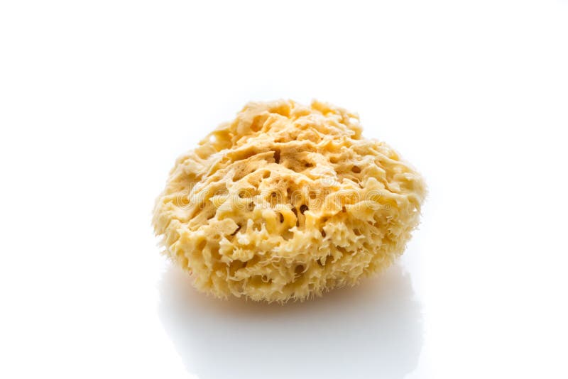 Natural Bath Sponge Isolated on White Stock Image - Image of porous ...
