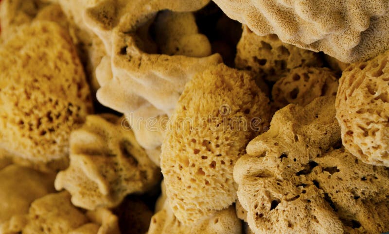 Natural Bath Sponge stock photo. Image of medicine, life - 91404472