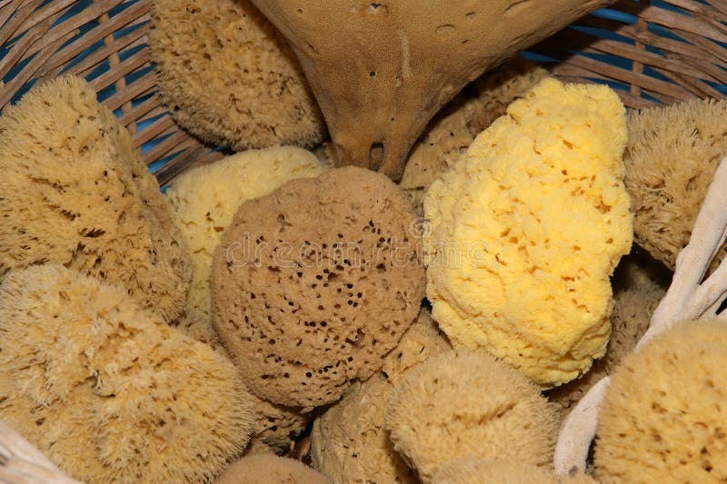Natural Bath sponges stock photo. Image of nature, textured - 27046098