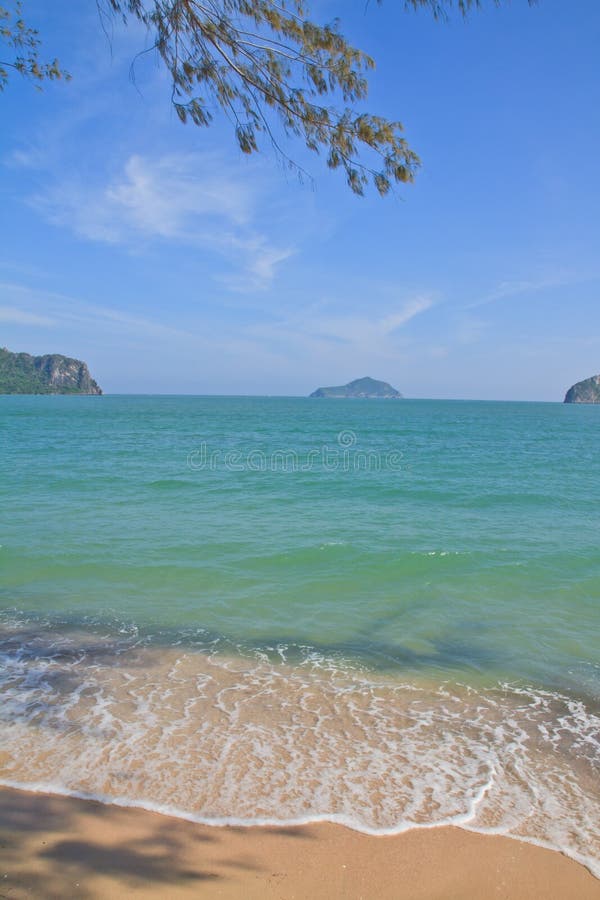 Natural beach stock photo. Image of pine, plants, waves - 23462132