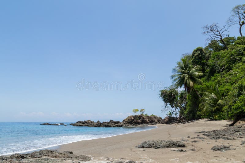 A natural beach stock image. Image of costa, plant, tropical - 63652821