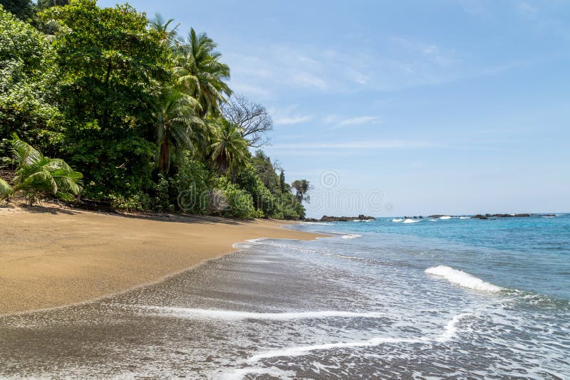A natural beach stock photo. Image of plant, atlantic - 63652838