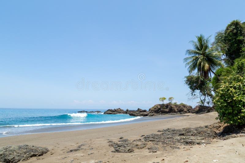 A natural beach stock photo. Image of coast, plant, sand - 63891166