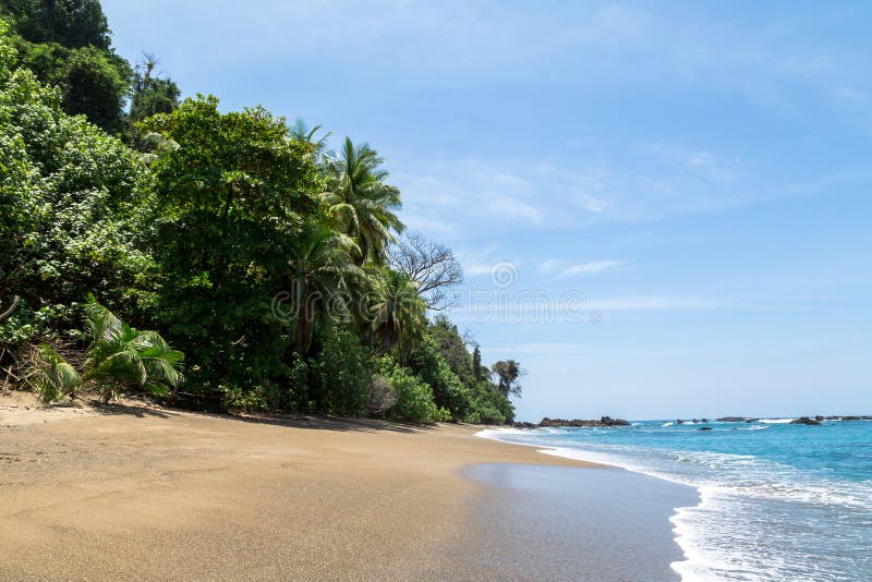 A natural beach stock image. Image of tree, beach, trees - 63891367
