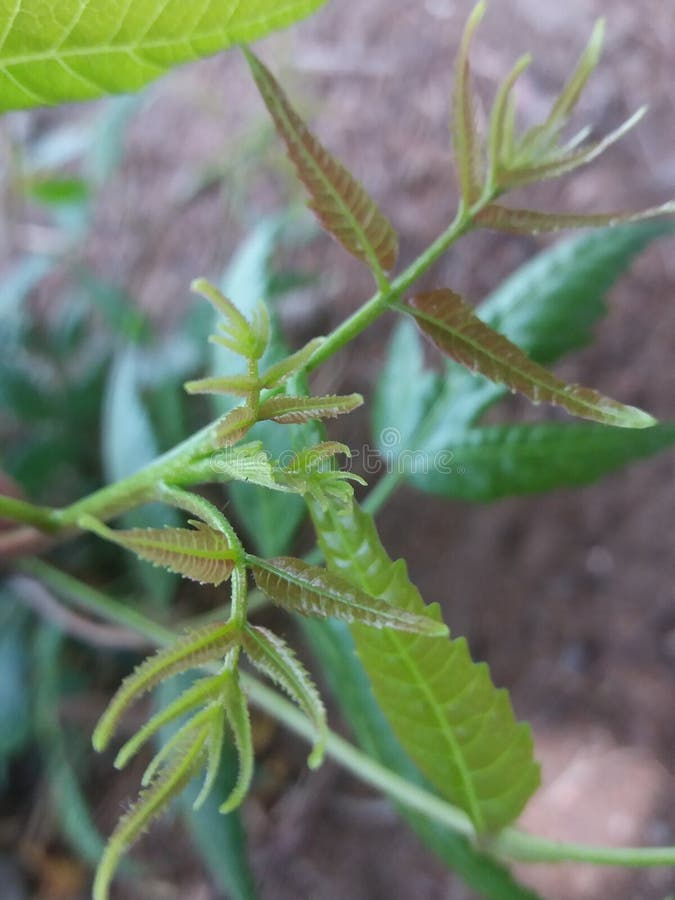 Top view of Neem tree stock photo. Image of leaves, healthcare - 154346164