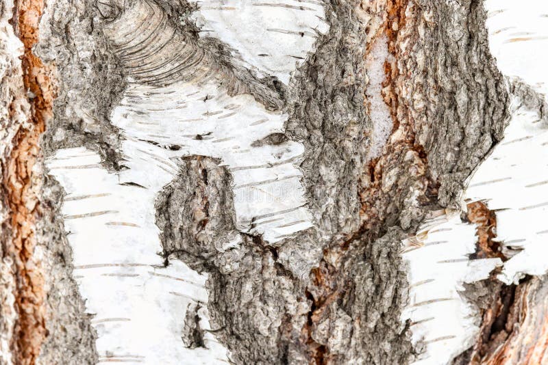 Natural Beautiful Bark of Birch Useful for Background Stock Image ...