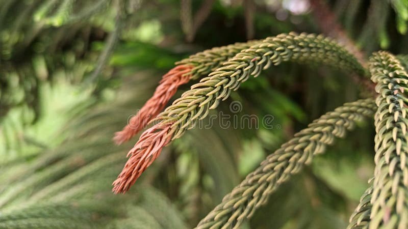 Natural and Beautiful Cook Pine Tree Stock Photo - Image of lush ...