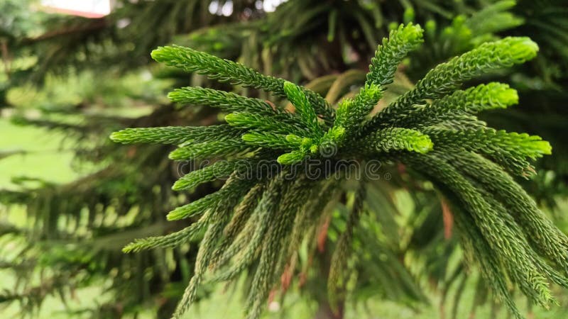 Natural and Beautiful Cook Pine Tree Stock Photo - Image of footage ...
