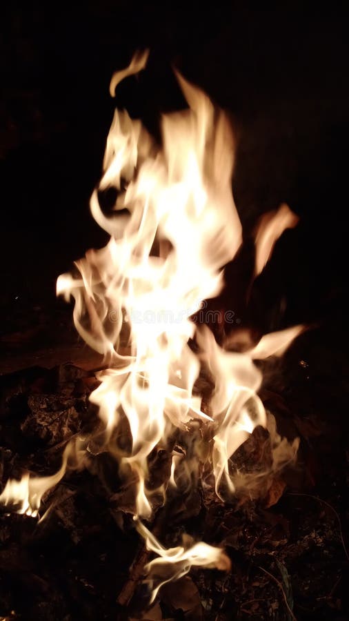 A beautiful red fire goby stock image. Image of aquarium - 223964063