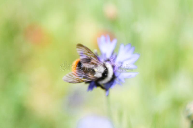 Natural Beautiful Color Flower Closeup Stock Image - Image of macro ...