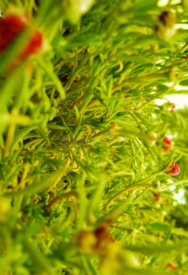 A Natural Beautiful Green Grass and Flower Scene Stock Photo - Image of ...