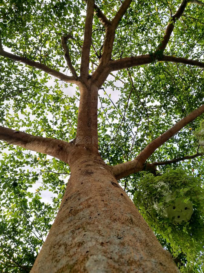 Natural and Beautiful Green Tree Plants Stock Image - Image of ...