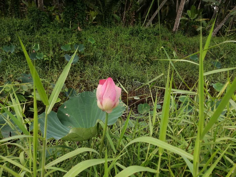 Natural Beautiful Pink Lotus Flower Stock Image - Image of lotus ...