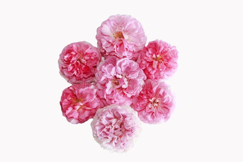 Natural Beautiful Pink Rose Flowers on White Background Stock Photo ...