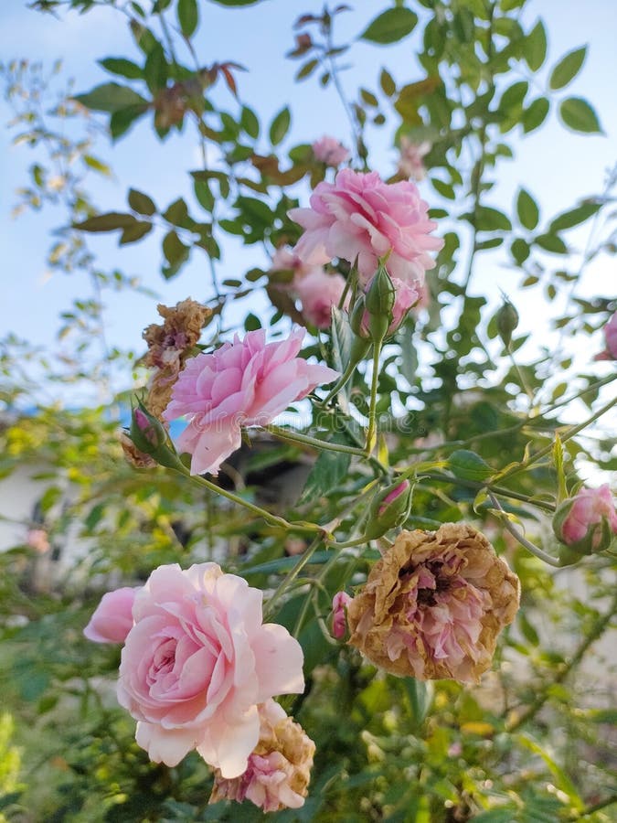 Natural Beautiful Pink Roses Blooming and Wilting Stock Image - Image ...
