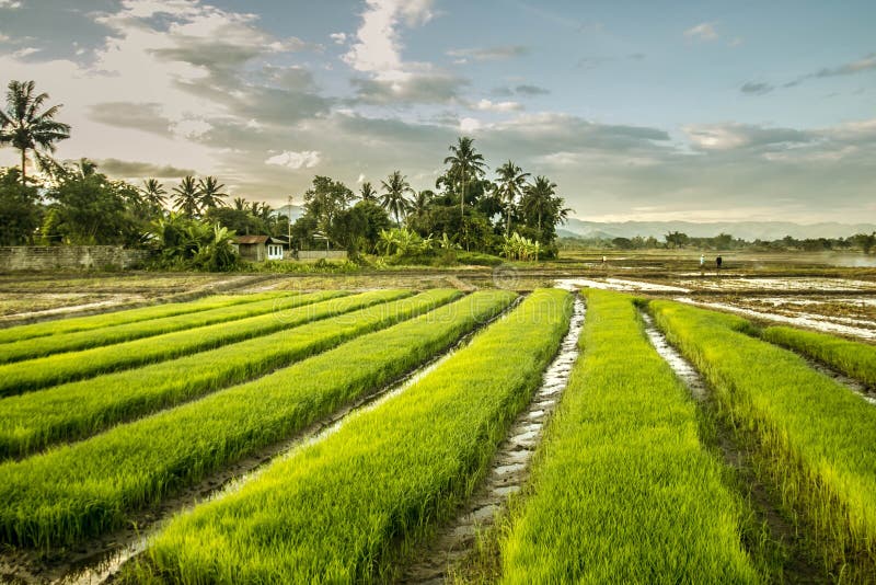 Natural is always Beautiful Stock Photo - Image of beautiful, natural ...