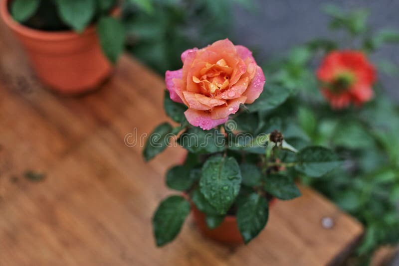 Natural Beautiful Rose Flower in Pot with Wood Table Stock Image ...