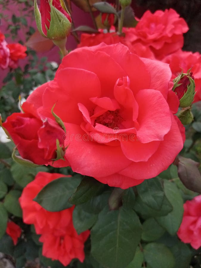 Natural Beautiful Rose Stunning Beauty Stock Photo - Image of beauty ...