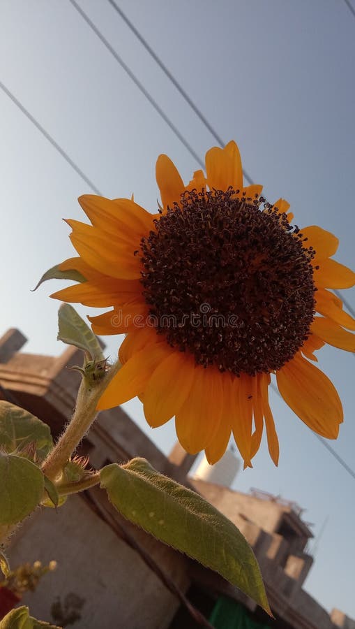 The Natural Beautiful Sun Flower India Stock Photo - Image of natural ...