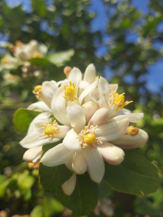Natural Beautiful White Lemon Flowers. Stock Image - Image of flowers ...