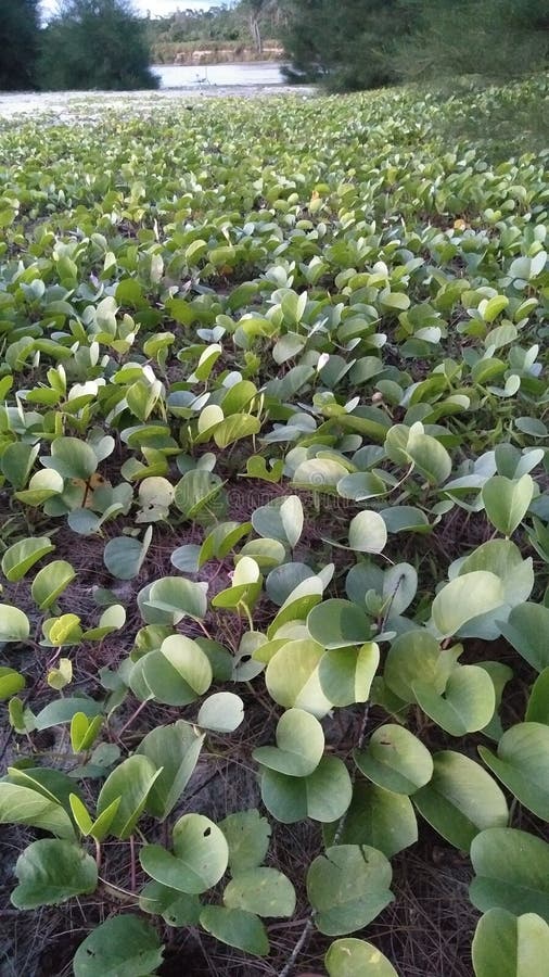 Natural Beautifull View Shrub Wallpaper Stock Image - Image of ...