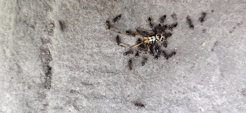 Natural Beauty a Ant Eat a Insects Stock Image - Image of insect ...