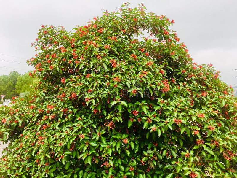 Small red flowers on tree stock photo. Image of tree - 123775246