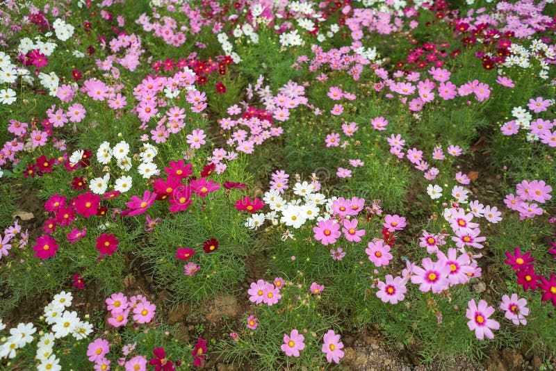 Natural beauty stock image. Image of pink, outdoors, flower - 94967977