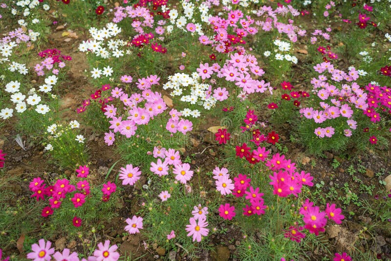 Natural beauty stock image. Image of ornamental, starburst - 94968025