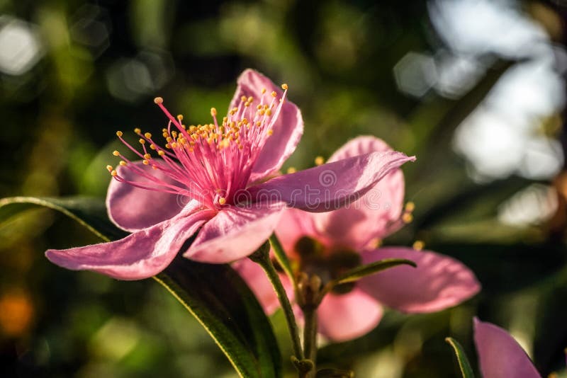 Natural beauty stock image. Image of refreshing, flora - 94968315