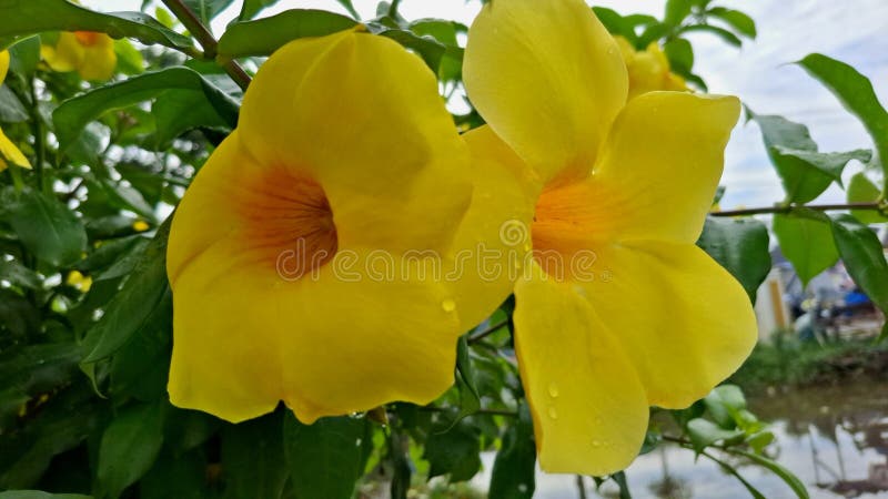 Natural Beauty: Charming Yellow Twin Flowers Stock Image - Image of ...