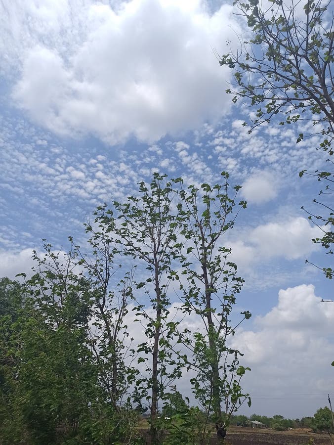 Natural Beauty Cloud with Greenery Plant Natural Scenery View from ...