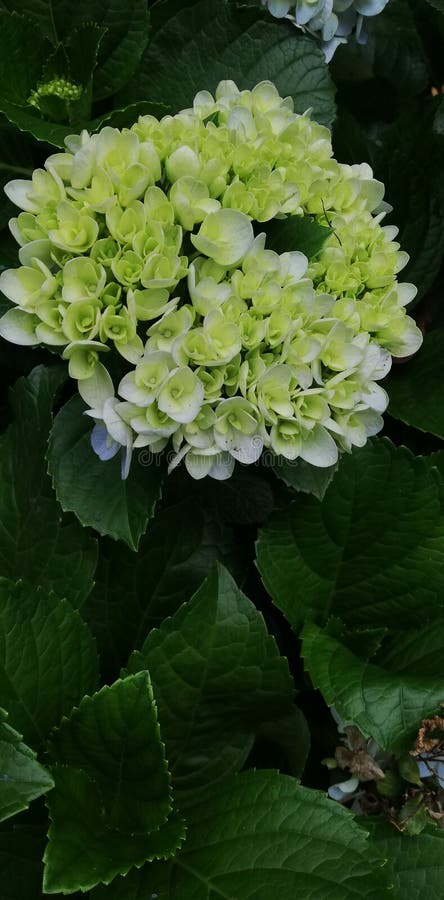 Natural stock image. Image of blossom, herb, natural - 259096653