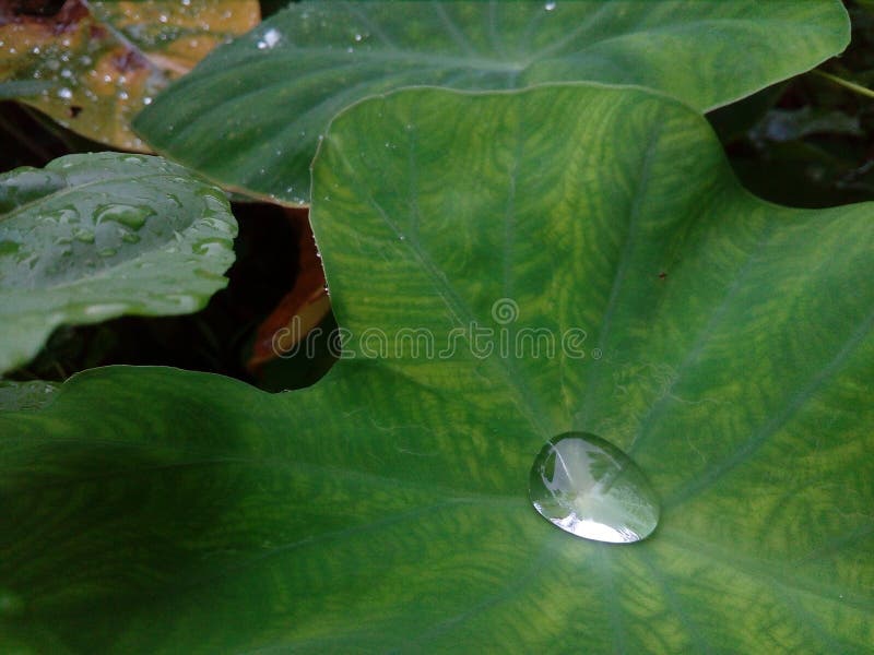 Natural Beauty a Drop of Rain Water Stock Photo - Image of natural ...