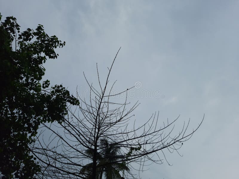 Natural Beauty during Early Hours of the Morning. Stock Photo - Image ...