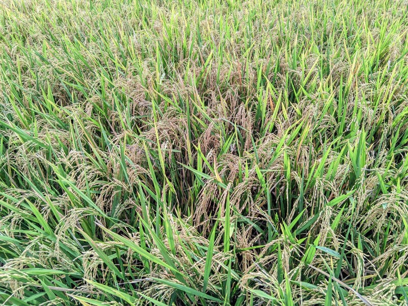 Natural Beauty with Expanses of Rice Ready for Harvest with a Beautiful ...