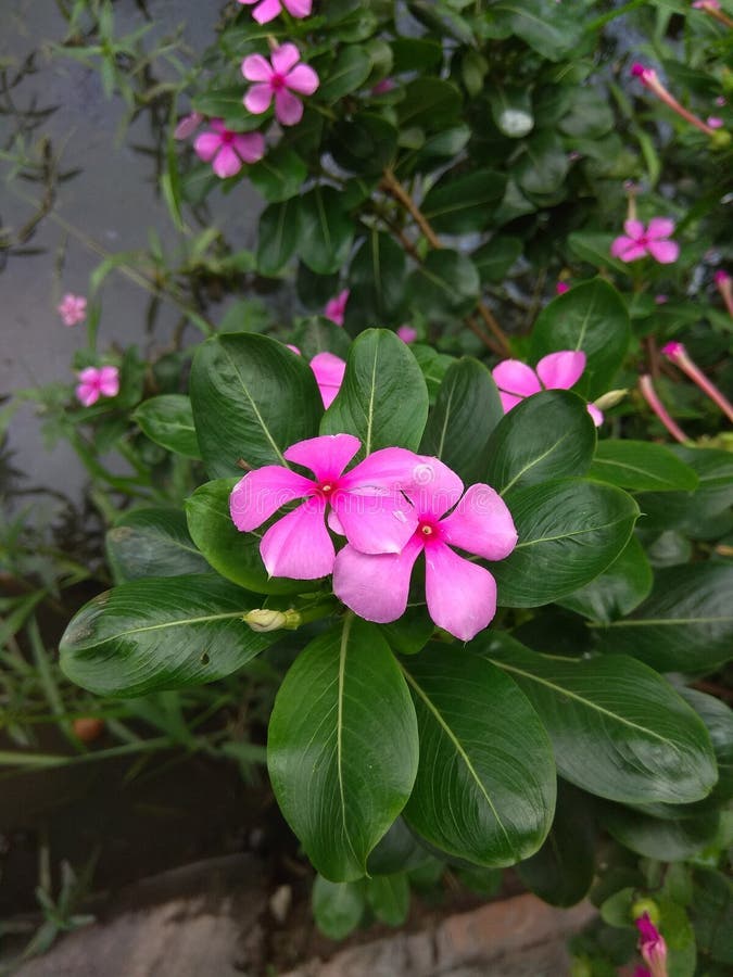 Natural Beauty of Flowers Collection Stock Photo - Image of beauty ...