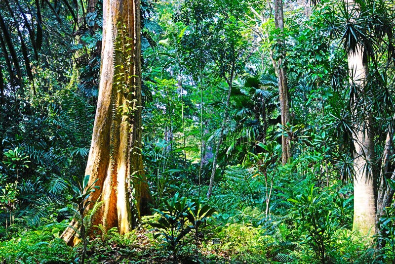 Natural Beauty of Forest,jungle with Trees,plants Image Stock Photo ...