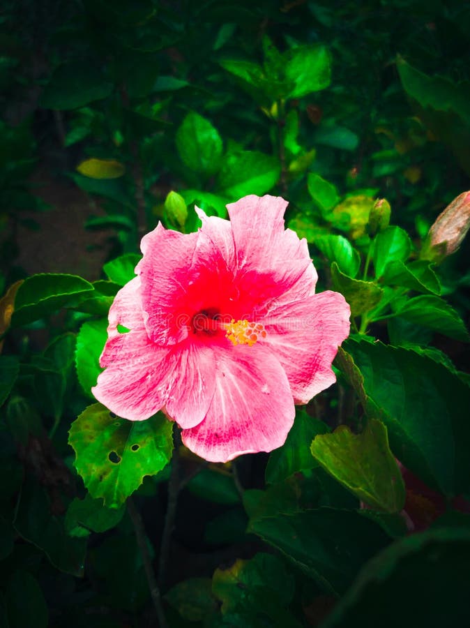 The Natural Beauty of Hibiscus Flowers Stock Image - Image of ...