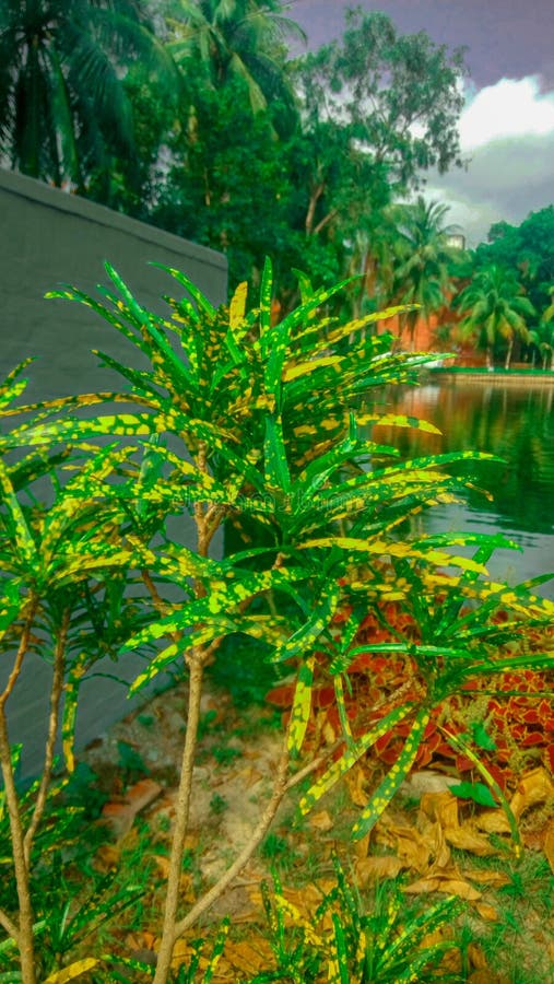 Natural Beauty stock image. Image of natural, smooth - 115571465