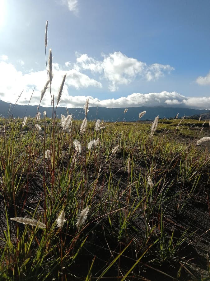 A Natural Beauty on Mount Bromo Stock Photo - Image of bromo, mount ...