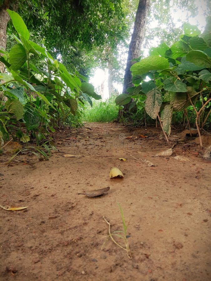 Natural Beauty of Nature Small Tree and Big Tree Beautiful Picture ...