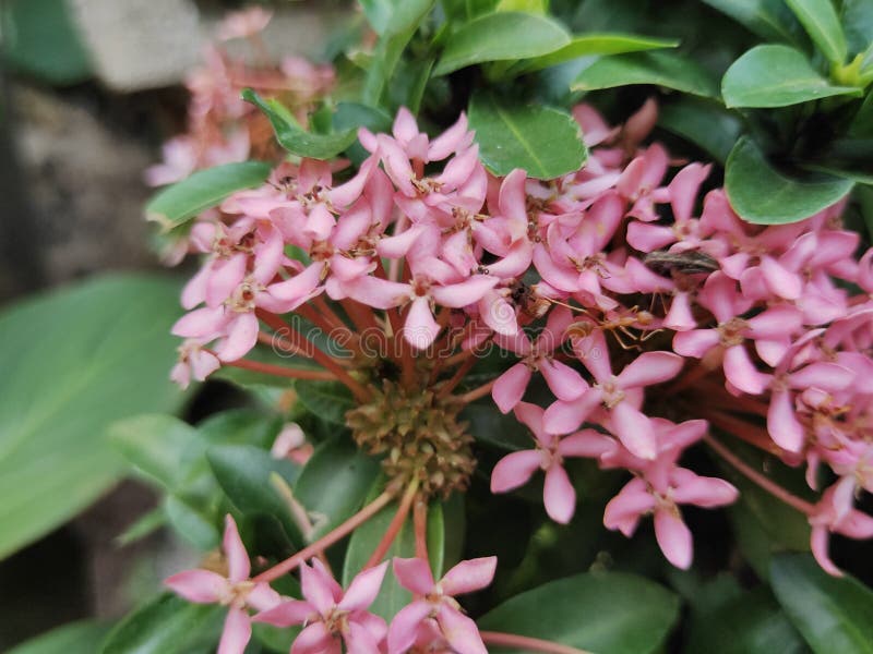 Natural Beauty Pretty Awesome Pink Stock Image - Image of beauty ...