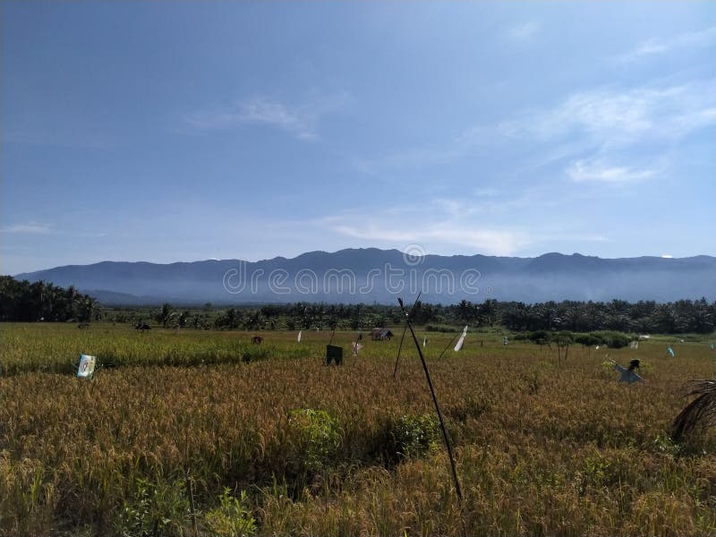 The Natural Beauty of the Rice Fields Stock Photo - Image of harvest ...
