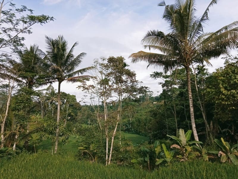 The Natural Beauty of the Rice Fields in the Countryside of Fresh Air ...