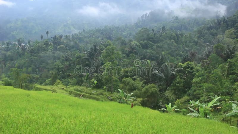 The Natural Beauty of Rice Fields and Forests when the Rain is Over ...