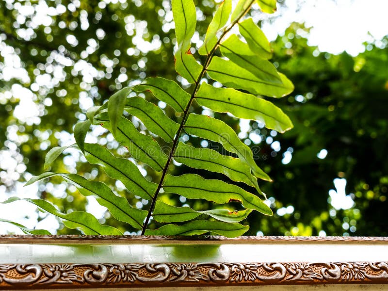 Natural Beauty Single Leaf Hide the Entire Tree Stock Photo - Image of ...