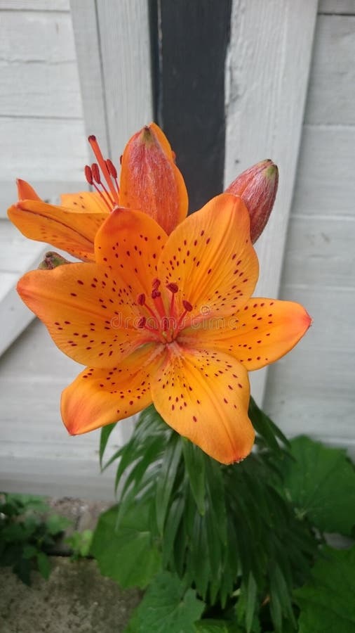 Natural beauty stock photo. Image of natural, lily, flower - 73939826