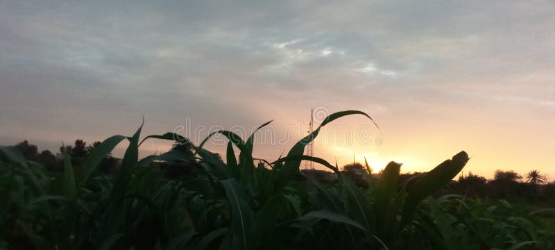 Natural Beauty/ Sun Setting Scene Stock Image - Image of plant, evening ...